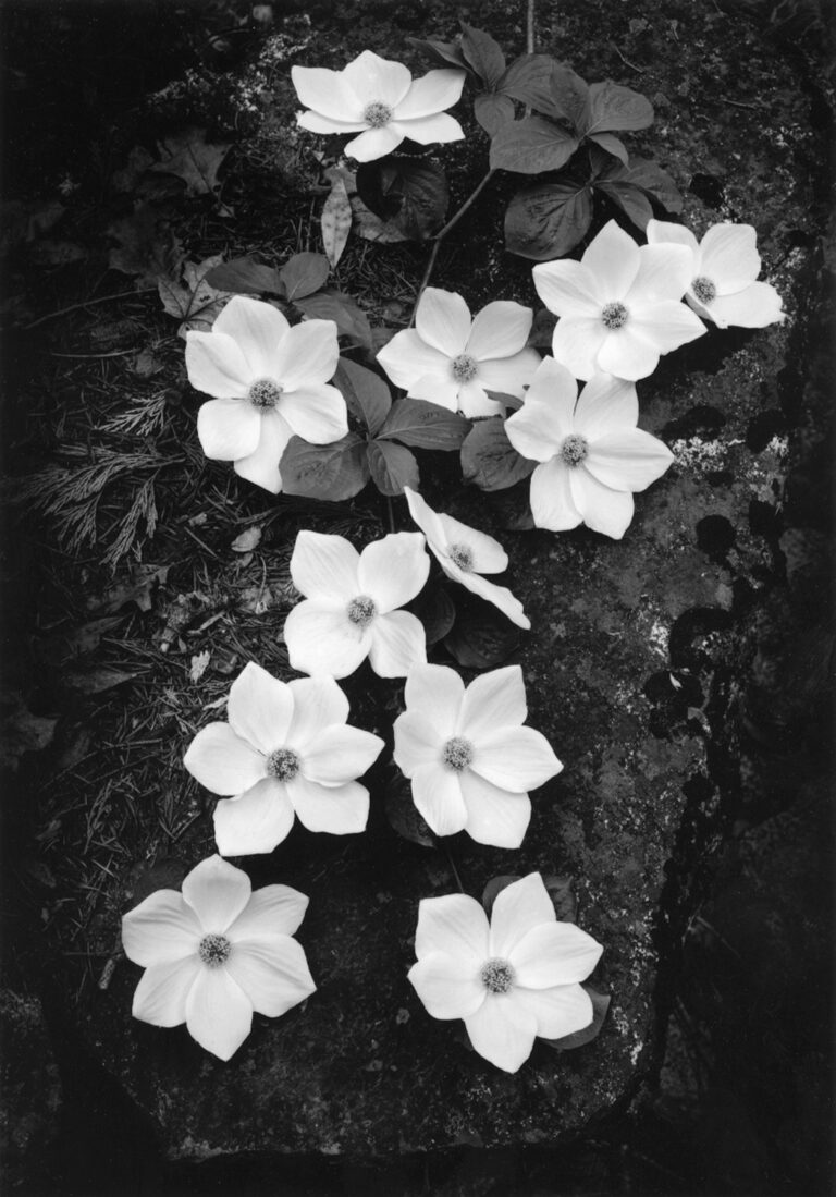 An Ansel Adams Legacy | Alan Ross Photography